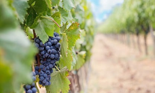 Australian Grape and Wine reveals its grapegrowing representative board ...