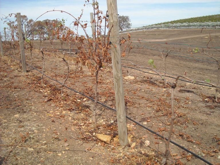 Recovery of grapevines from fire damage - Winetitles