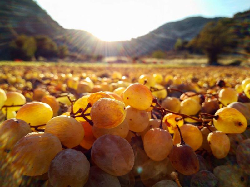 Commandaria Uncorked: ‘The King of Wine’ - Winetitles