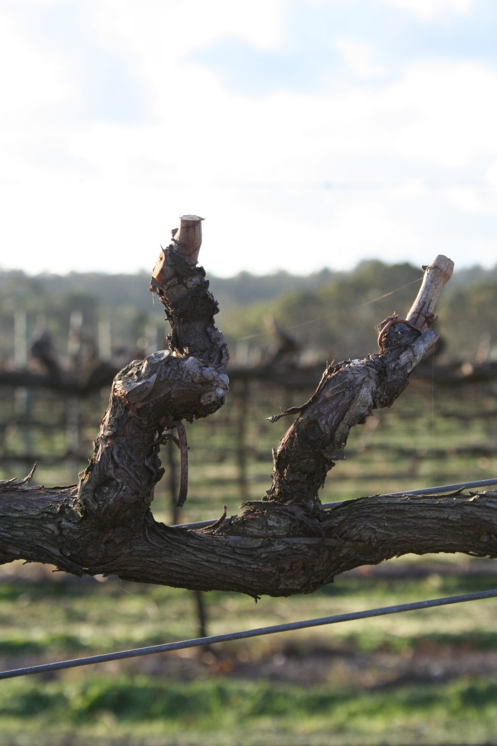 Cutting costs while cutting vines - Winetitles