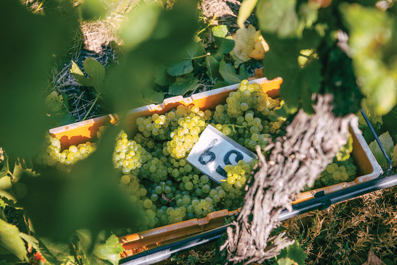 Young Gun: Matt Godfrey - Winetitles