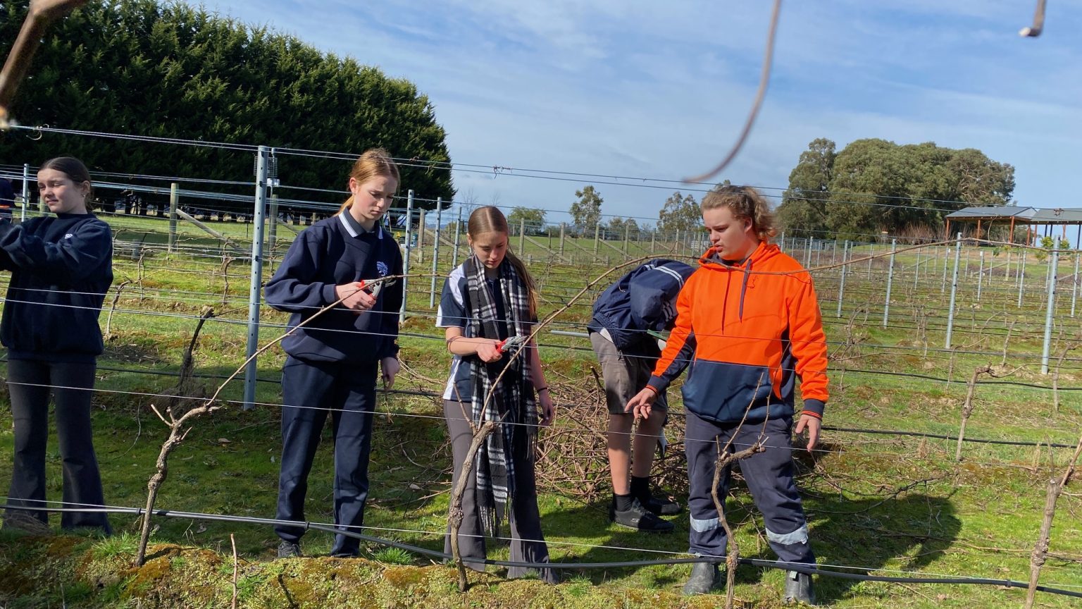 Secondary students collaborate with winery to launch wine in local ...