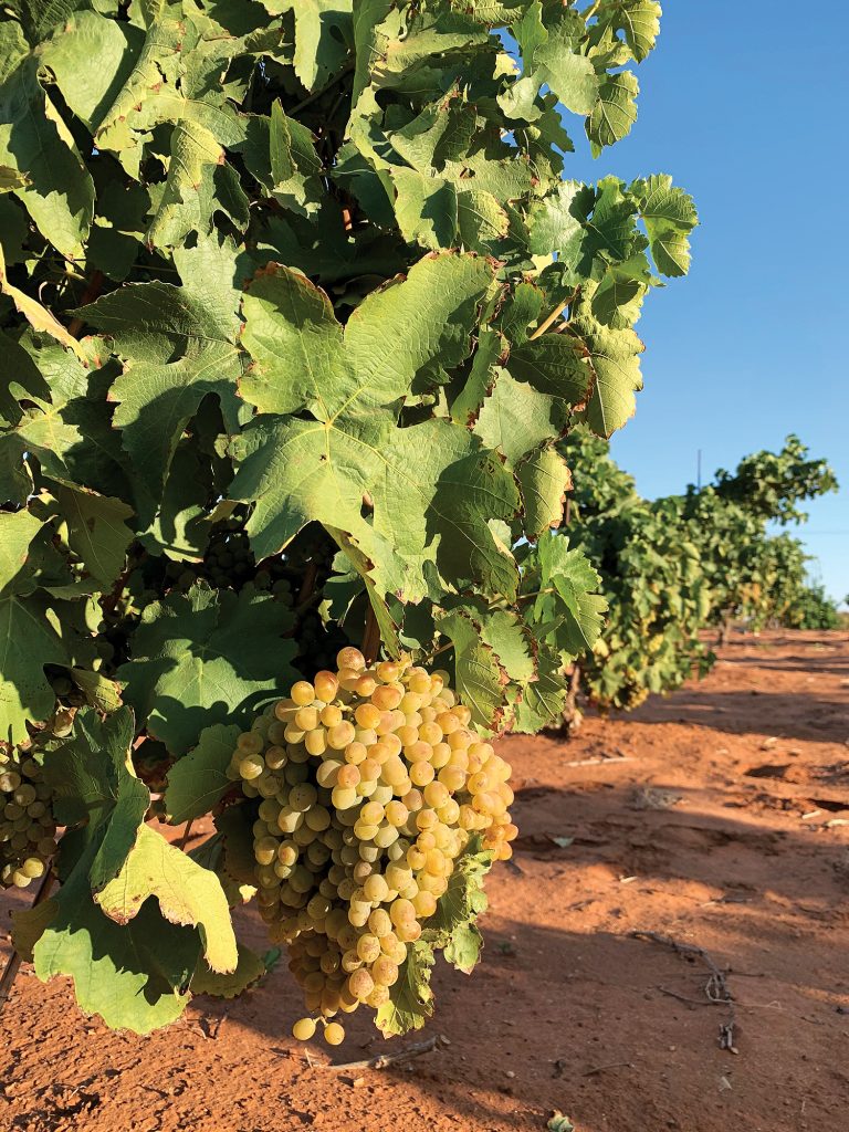 Inzolia - Winetitles